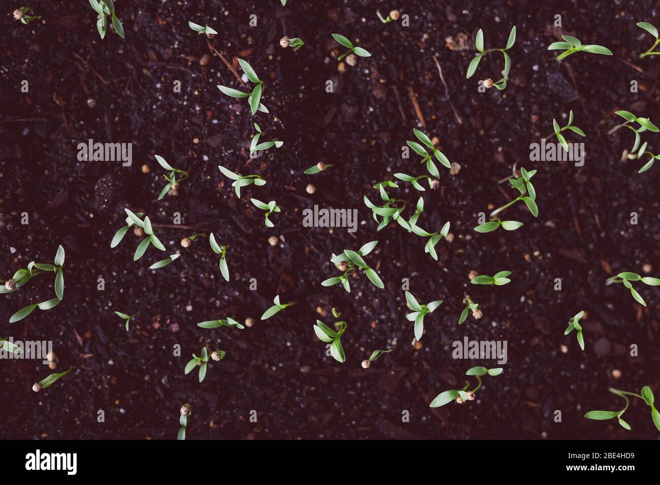 close-up of herbs seedlings indoor in trays, tiny coriander leaves ...