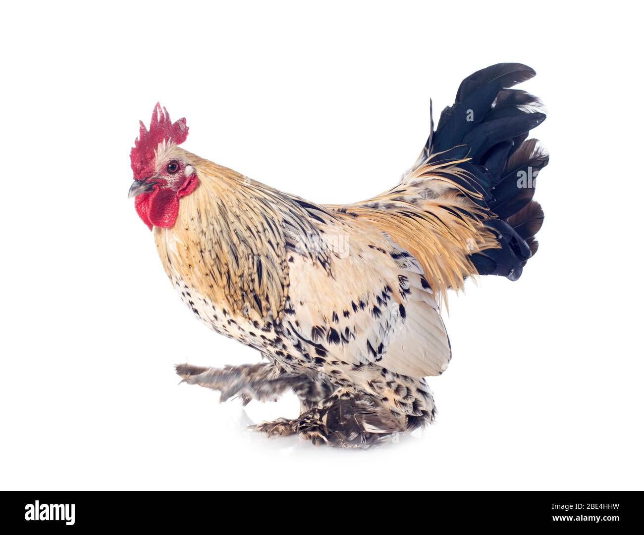 Bantam rooster hi-res stock photography and images - Alamy