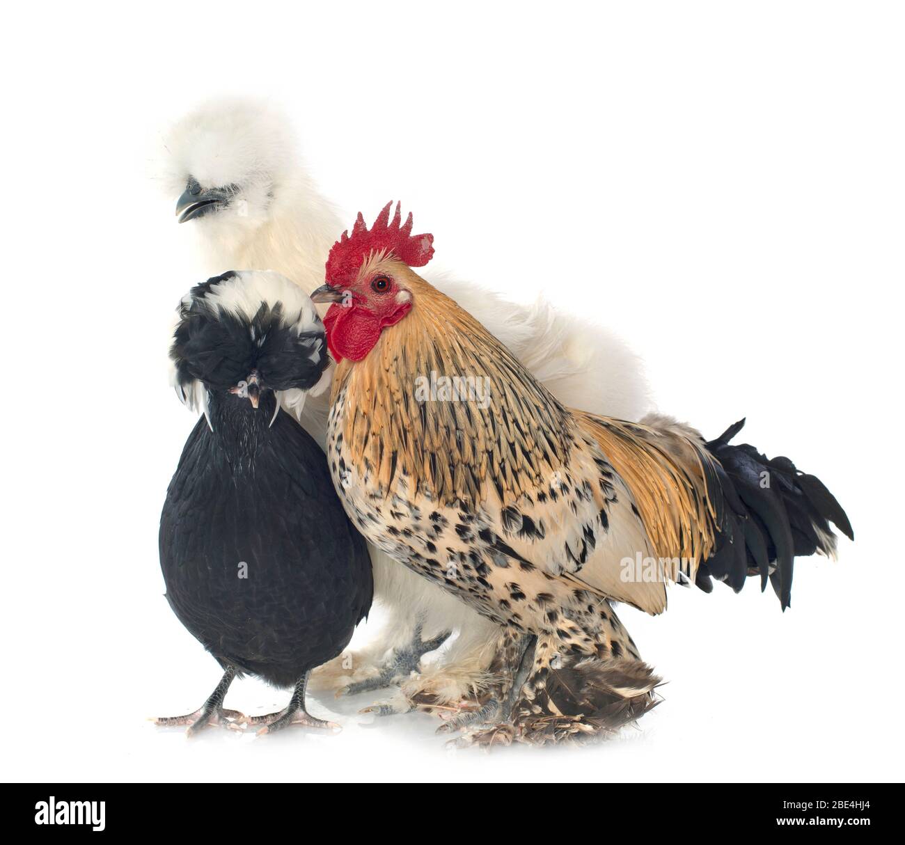group of bantam chicken on a white background Stock Photo - Alamy