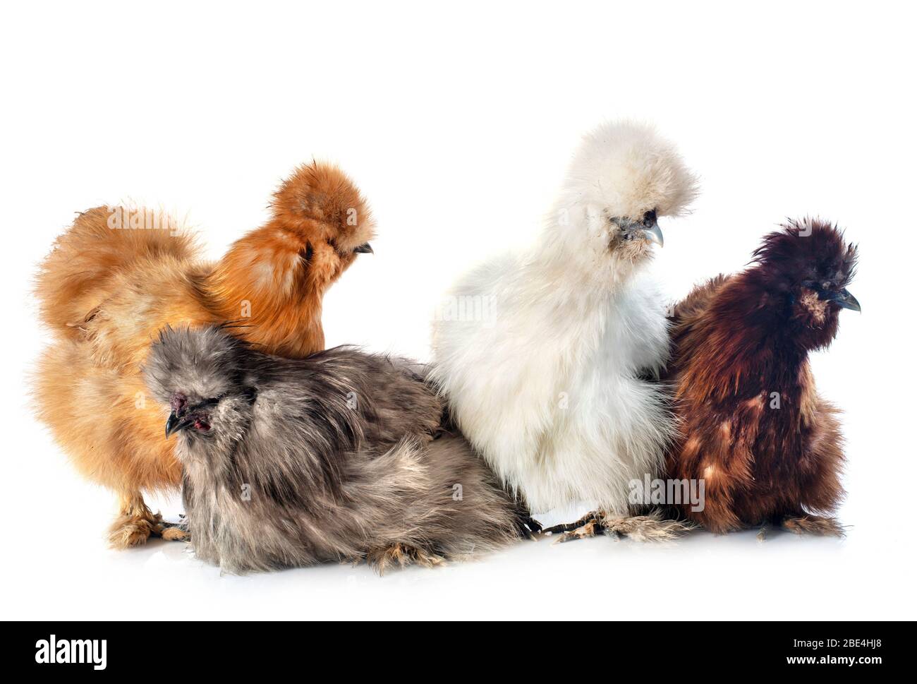 group of bantam silkies on a white background Stock Photo - Alamy