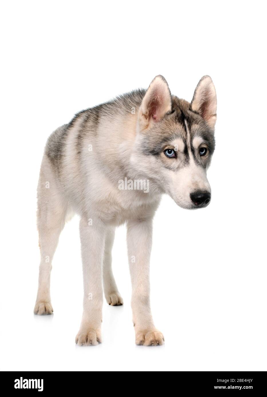 gray siberian husky in front of white background Stock Photo - Alamy
