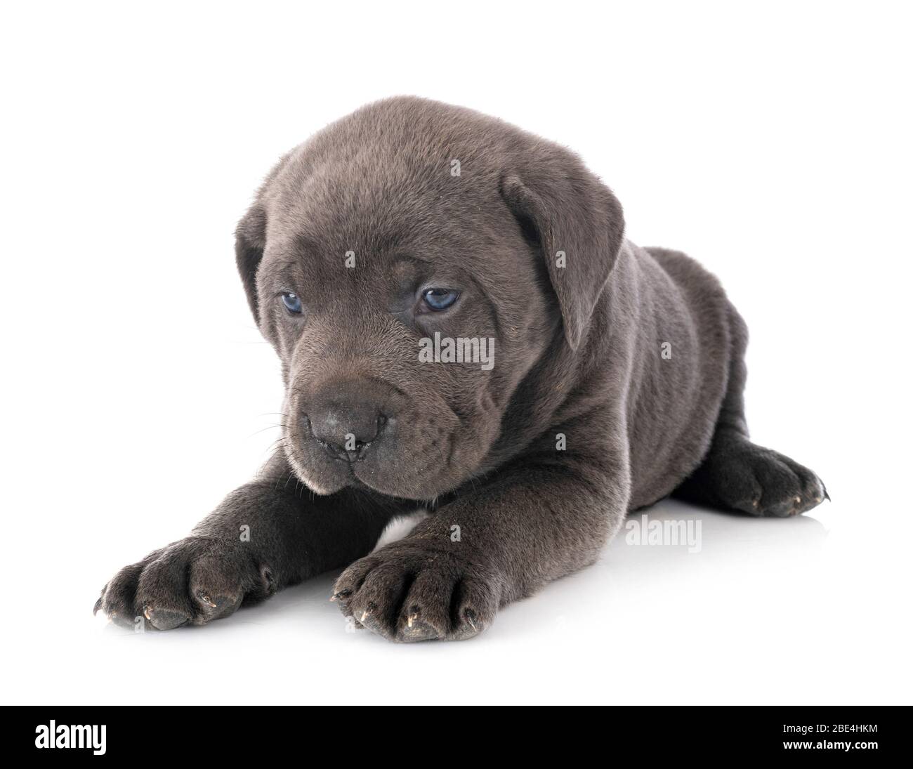 puppy italian mastiff in front of white background Stock Photo - Alamy