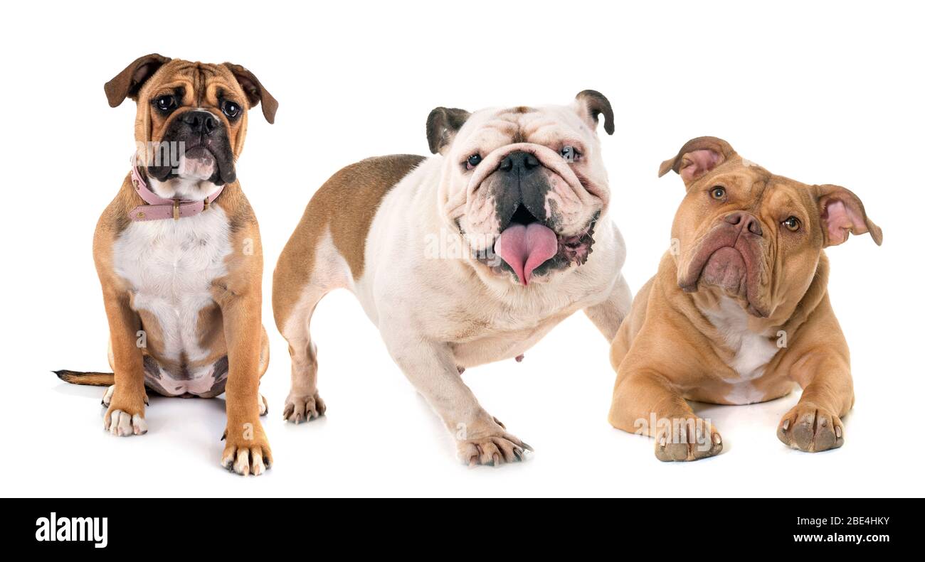 three bulldogs in front of white background Stock Photo - Alamy
