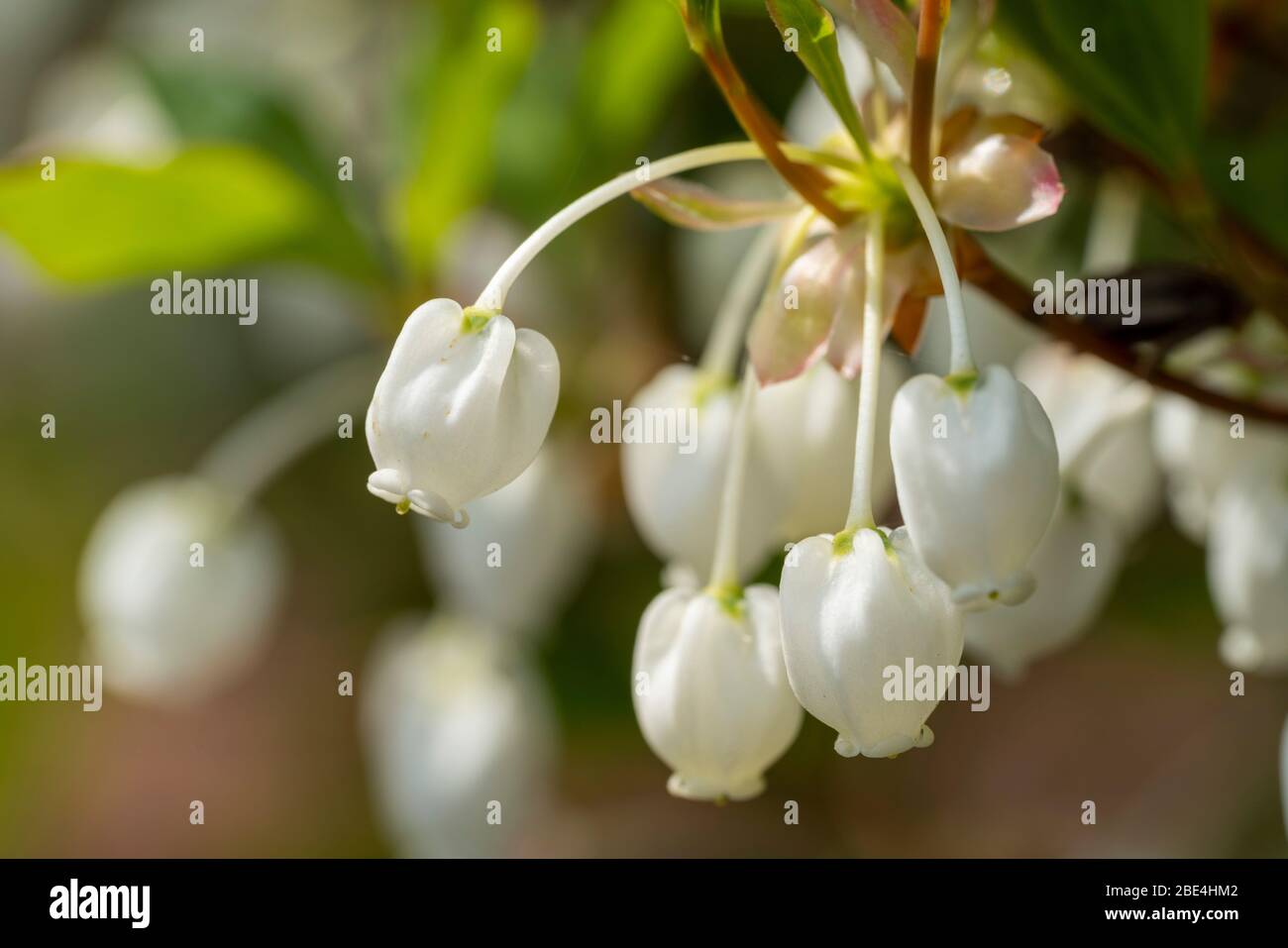 Japanese andromeda ( Pieris japonica ), Isehara City, Kanagawa ...