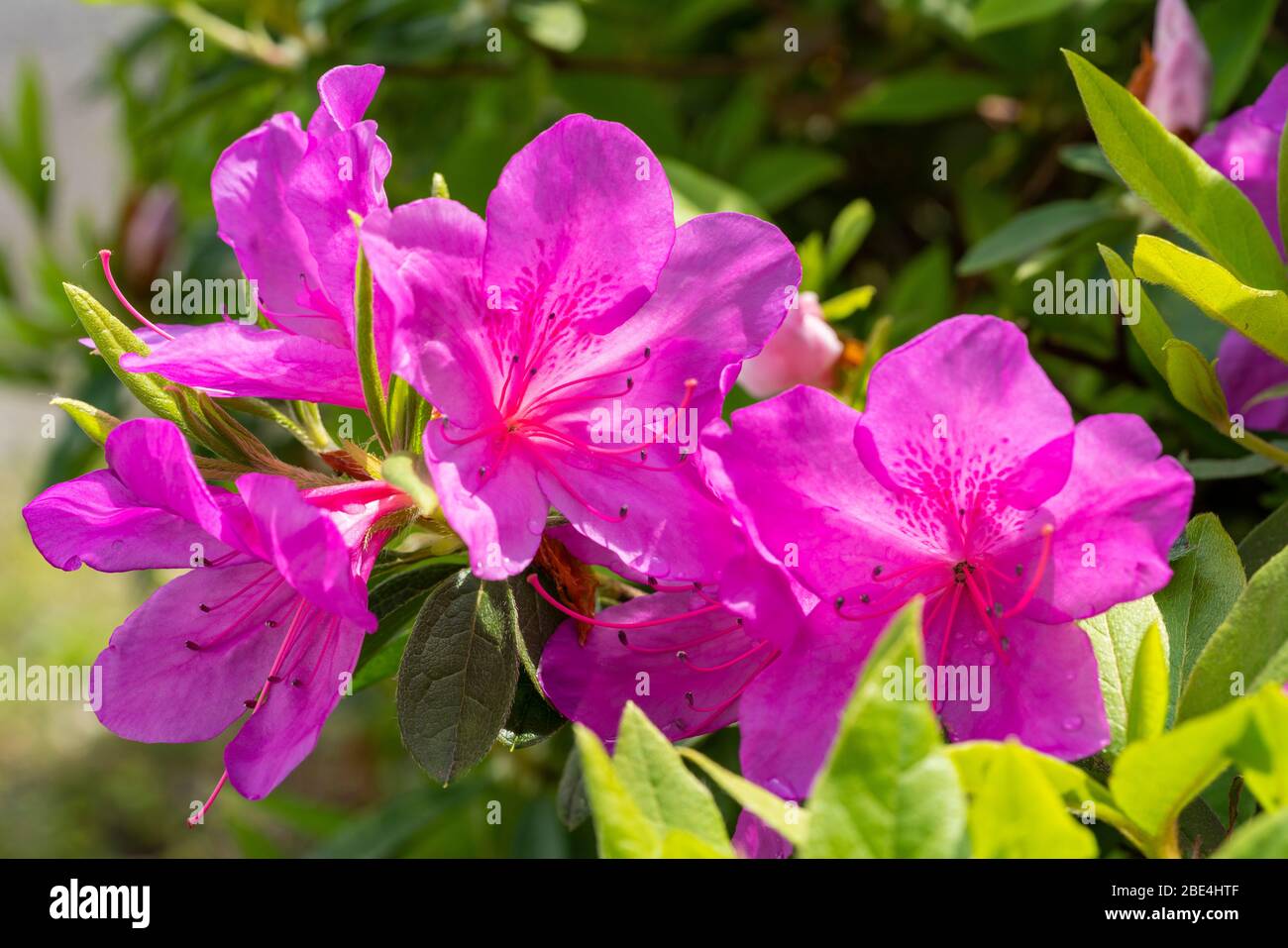 Azalea flower plant kanto hi-res stock photography and images - Alamy