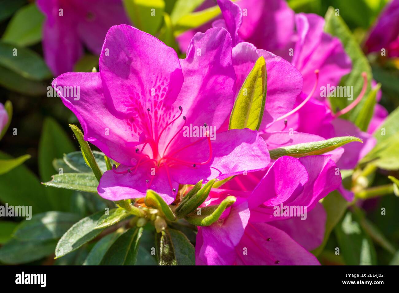 Azalea flower plant kanto hi-res stock photography and images - Alamy