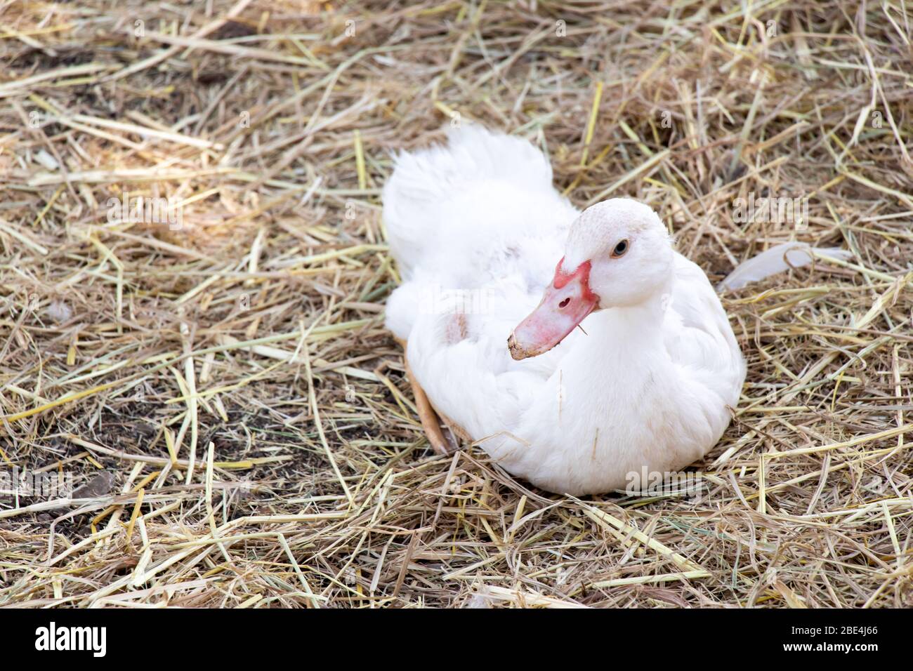 Lying down white duck on straw background Stock Photo - Alamy