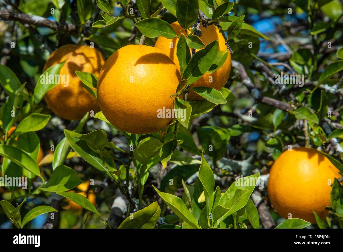 Central florida orange grove hi-res stock photography and images - Alamy