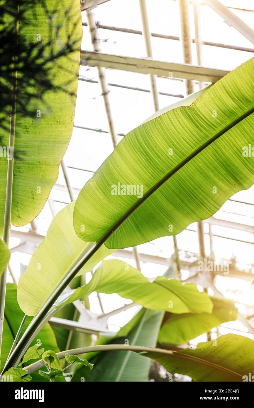 Beautiful green tropical exotic forest. Banana beautiful large leaves ...