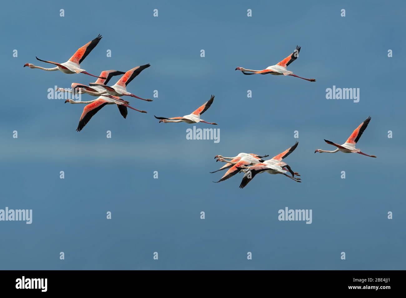 Pink flamingos in flight against blue sky Stock Photo - Alamy