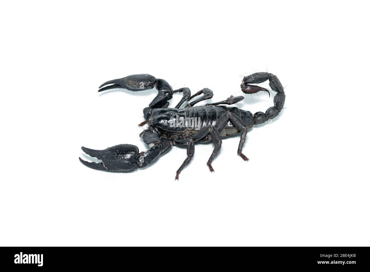 Left view of Asian Forest Scorpion isolated on white background Stock ...