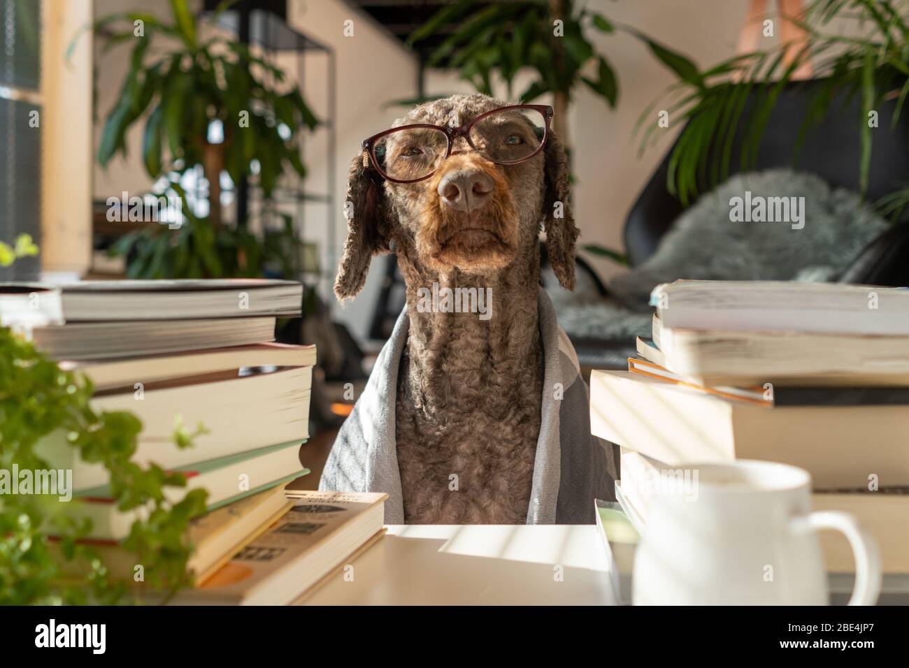 A dog wearing glasses and a robe between a pile of books inside an ...