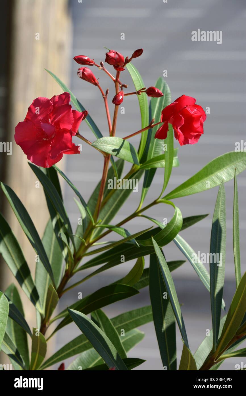 Nerium Oleander Poison