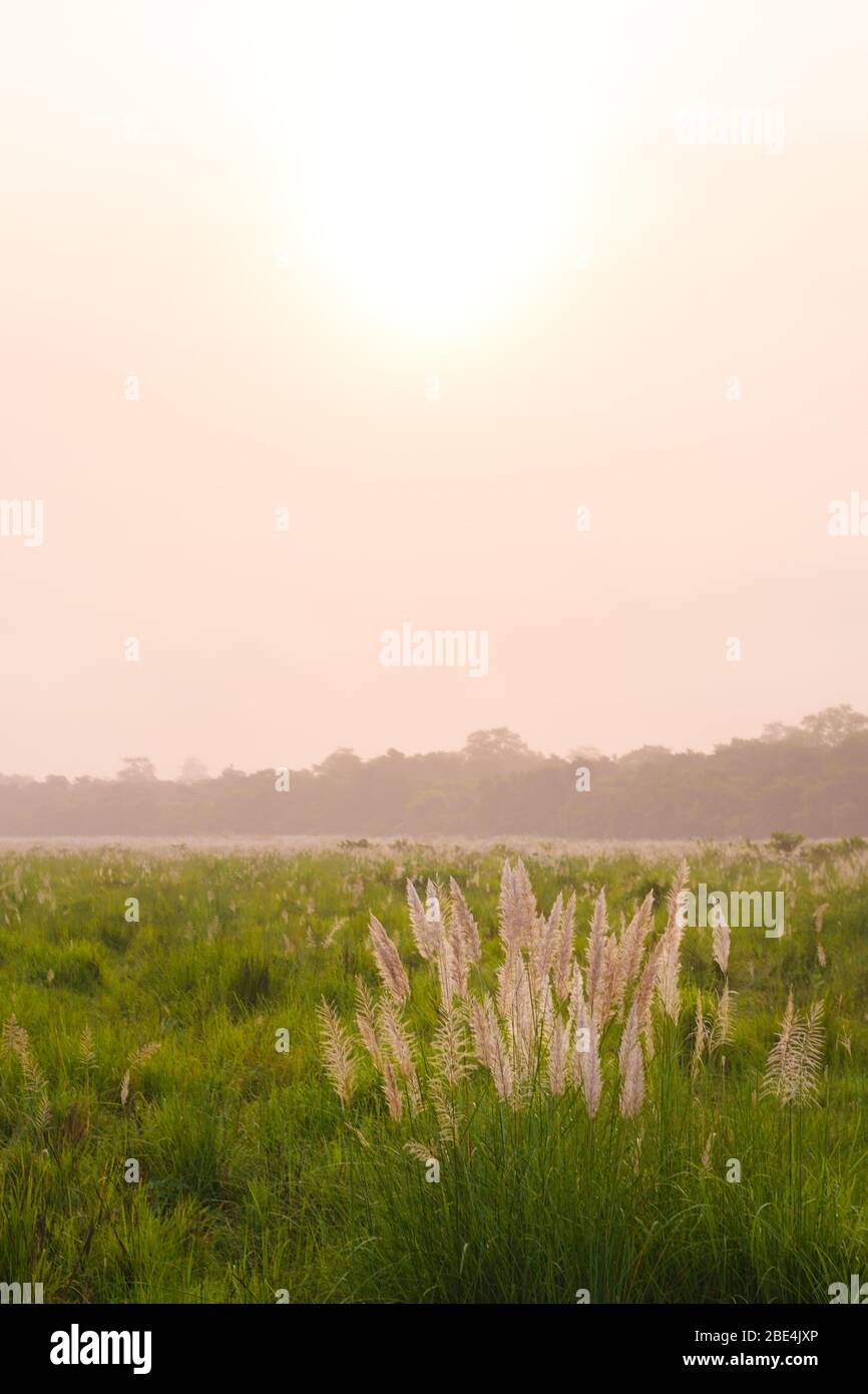 High reed and trees in a grassland plain at sunrise are the habitat of ...