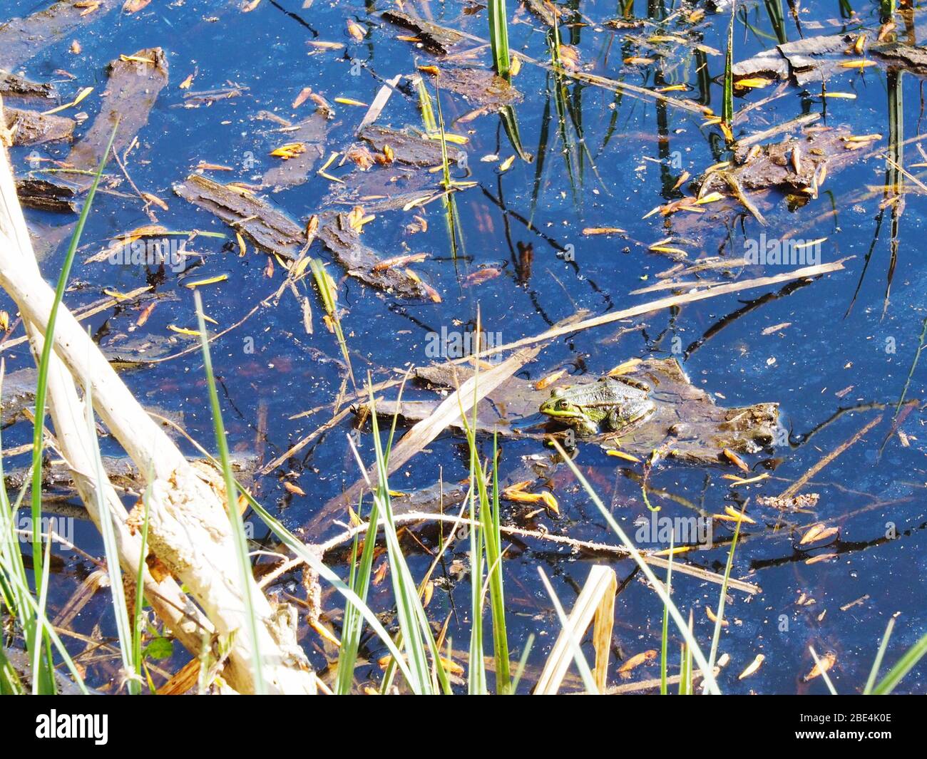 toad in a swamp in sunshine Stock Photo - Alamy