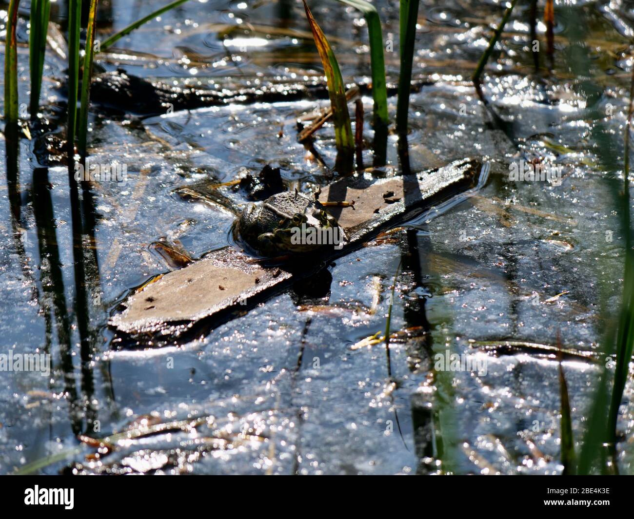 Toad sitting hi-res stock photography and images - Alamy