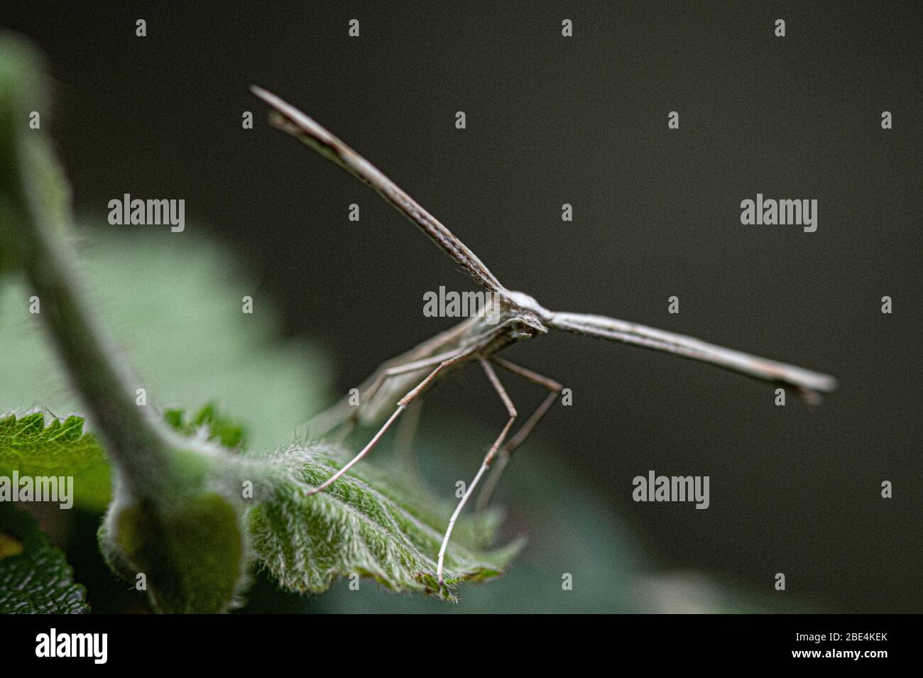 Attract moths hi-res stock photography and images - Alamy