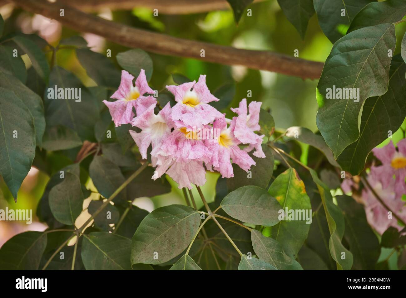 Basant rani hi-res stock photography and images - Alamy
