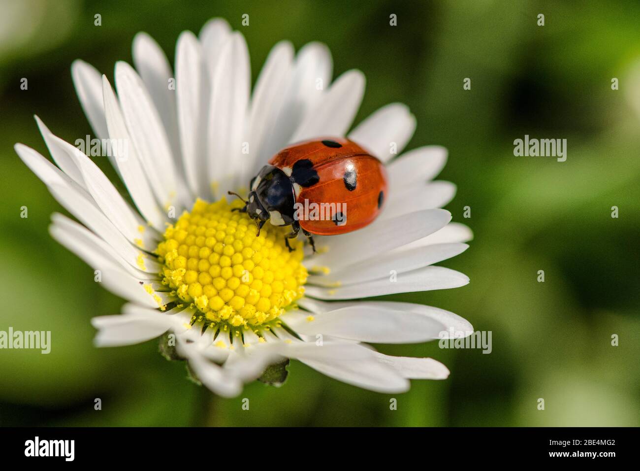 Ladybird with their bright colour and pattern red with black spots on a ...