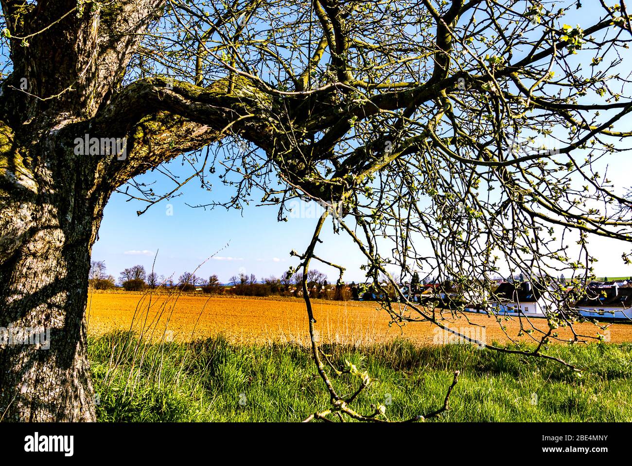 Rural Hessian landscape with old apple tree in early spring Stock Photo ...