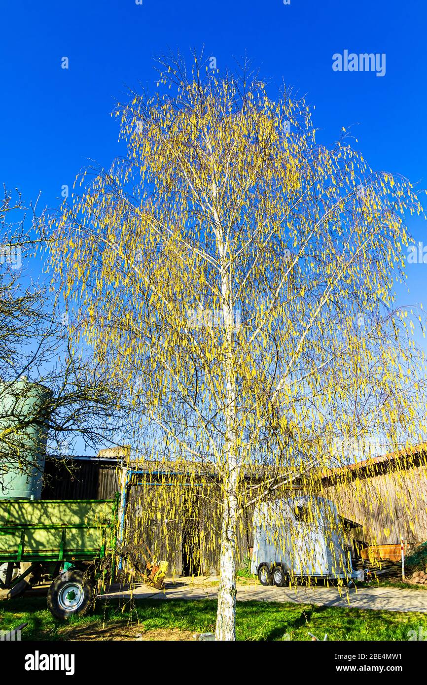 Rural landscape with a golden birch tree in early spring at a small ...