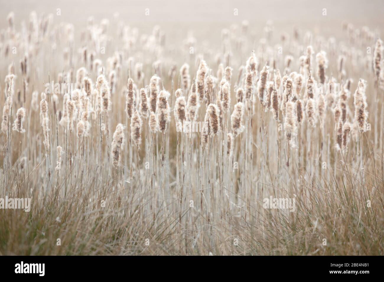 Reed fluff seeds hi-res stock photography and images - Alamy