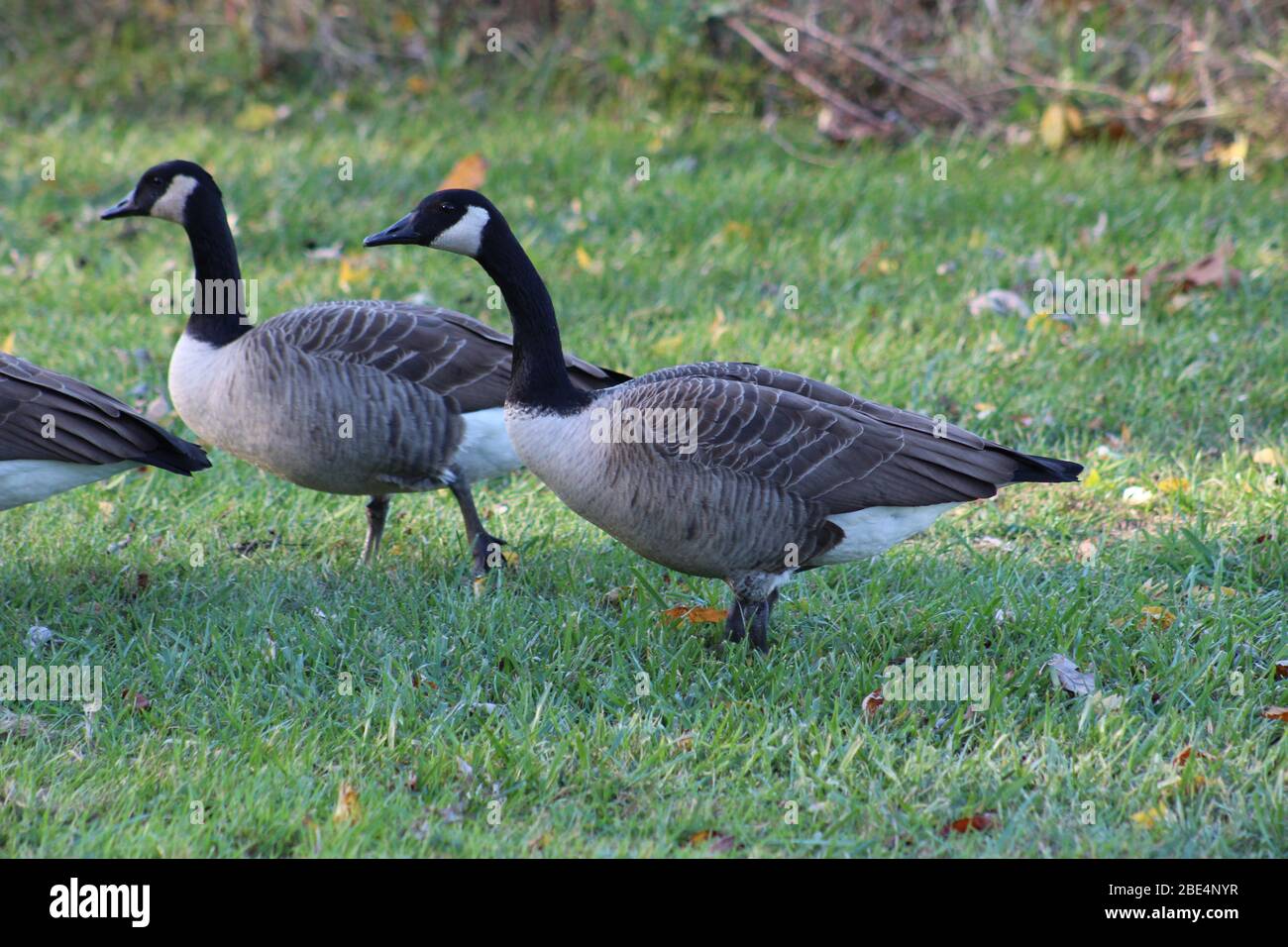 Groveport Ohio streets with colorful trees, family of geese on a pond ...