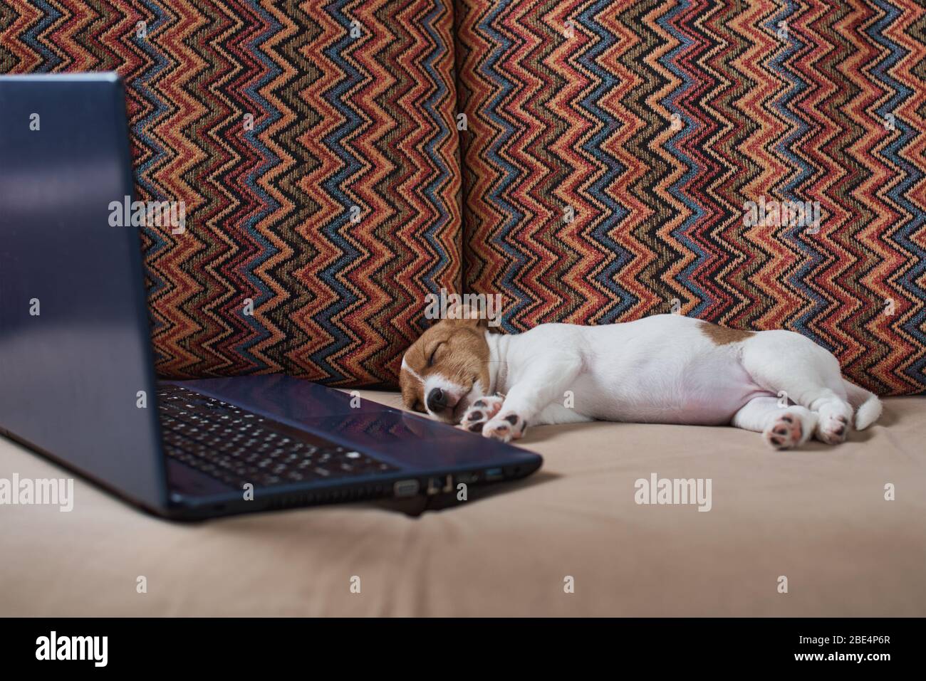 Tired sleeping Jack Russel terrier dog near laptop on sofa Stock Photo ...