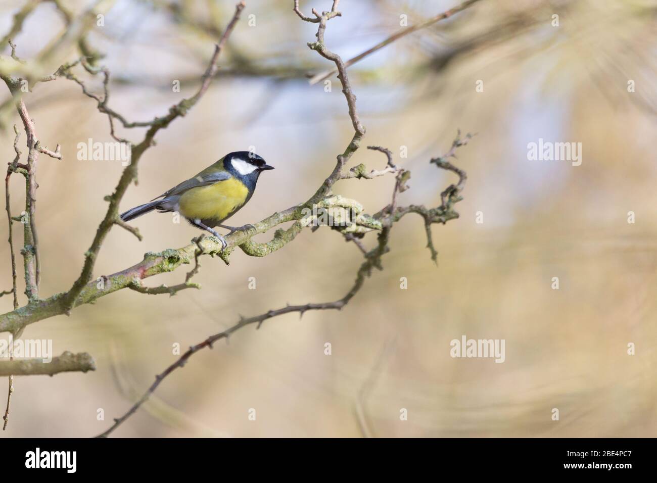 A Great Tit small woodland bird sitting in the branches of a tree in ...