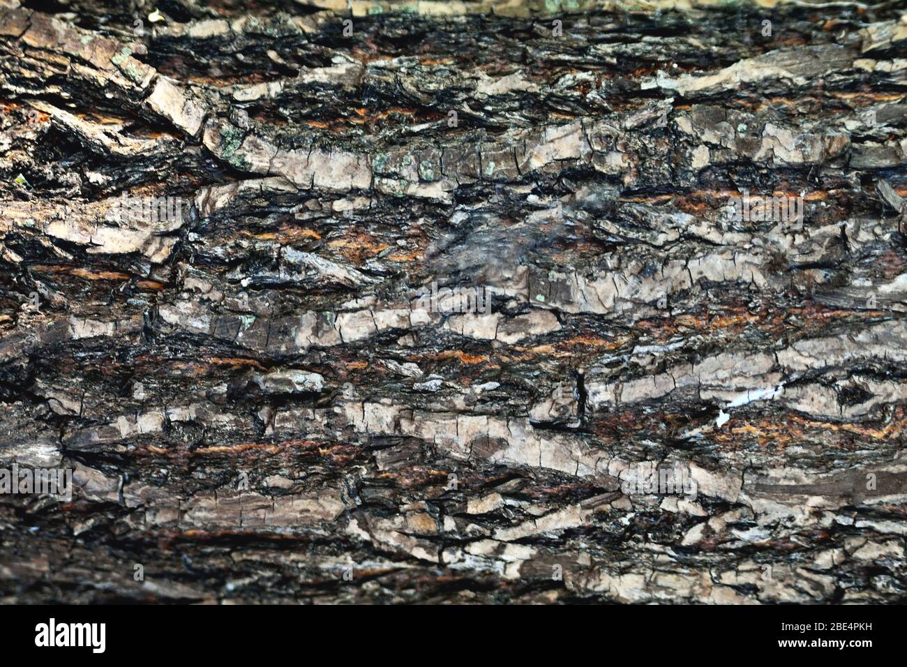 Bark of a tree of heterogeneous texture, volume texture of gray color ...