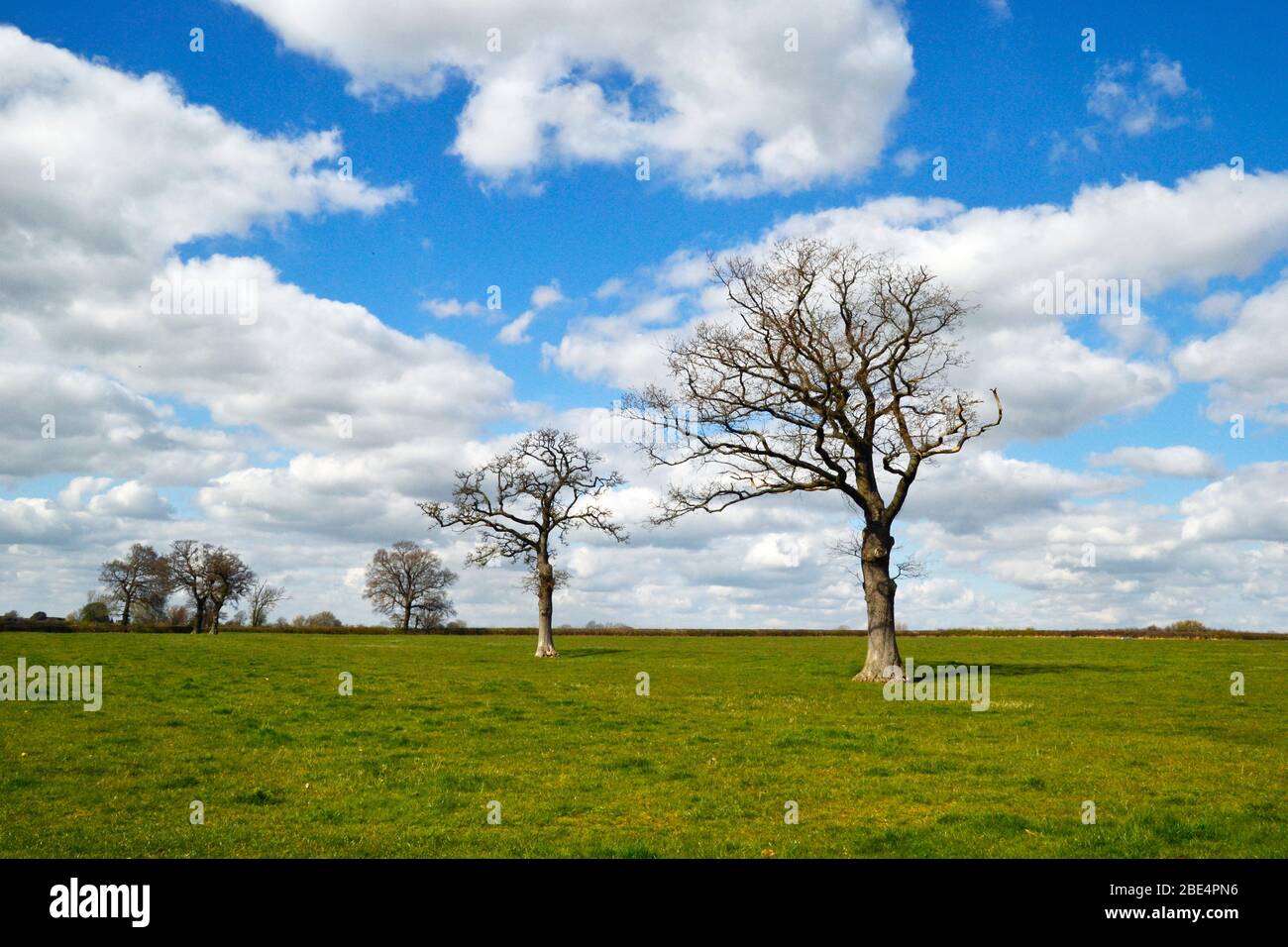 Dramatic barren trees against a blue cloudy sky, in the British ...