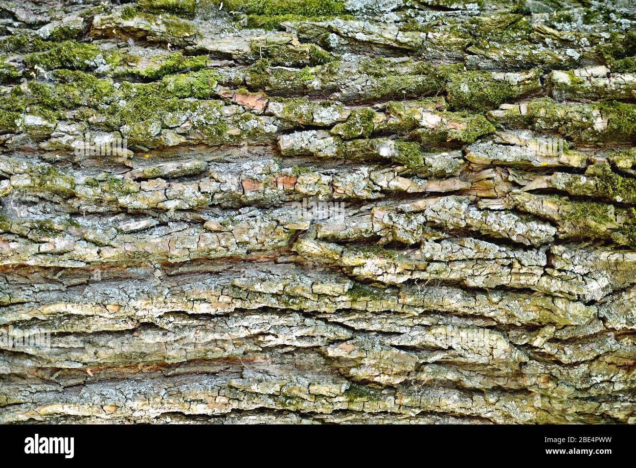 Bark of a tree of heterogeneous texture, volume texture of gray color ...