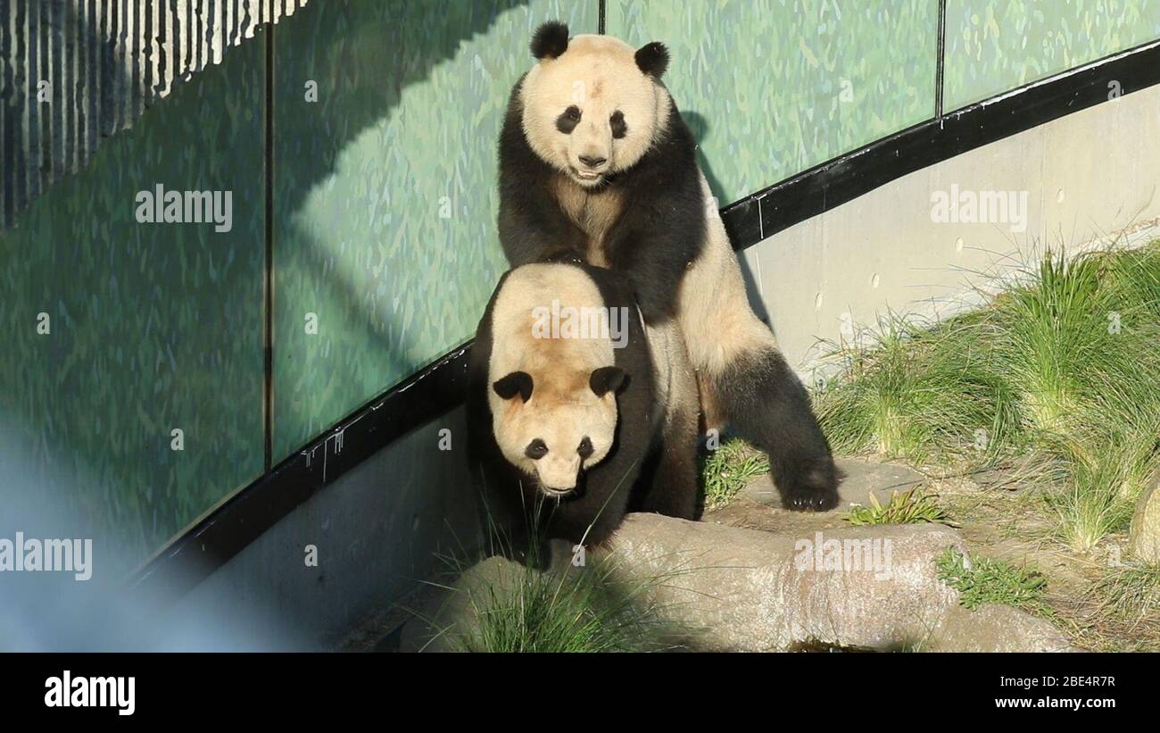 Copenhagen, Denmark. 10th Apr, 2020. The visiting Chinese giant pandas ...