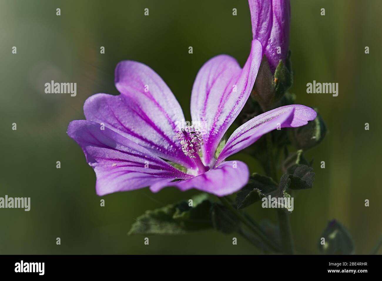 Spring Flower. Closeup. Malva Sylvestris in full bloom. Isolated Image ...