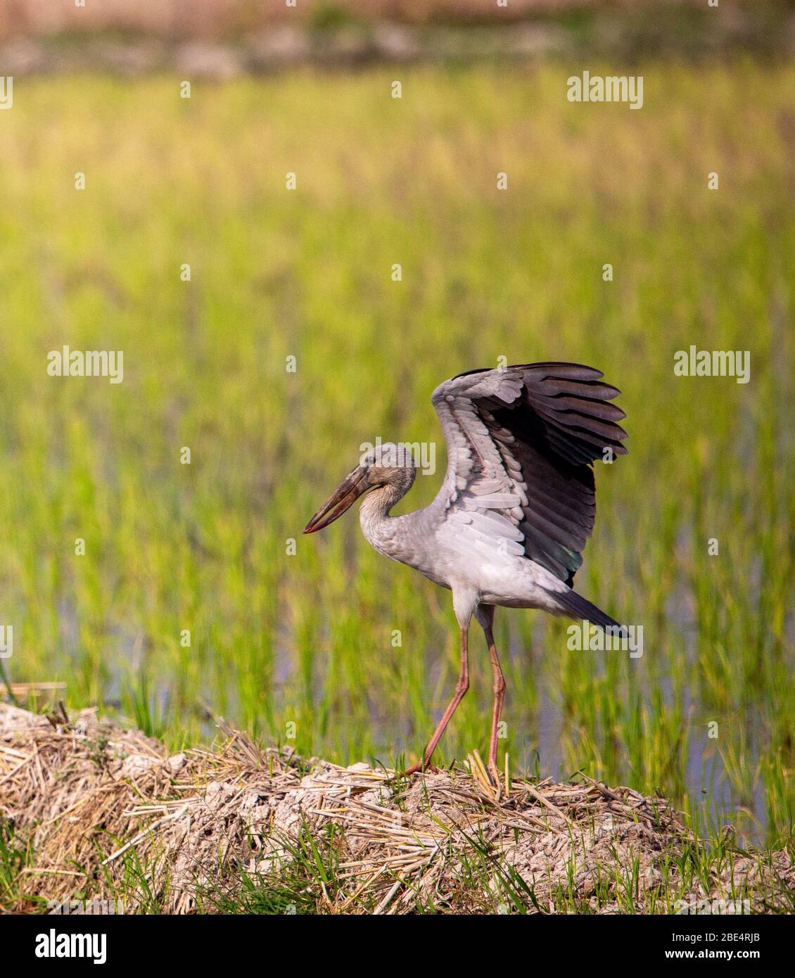 Asian openbill bird hi-res stock photography and images - Alamy