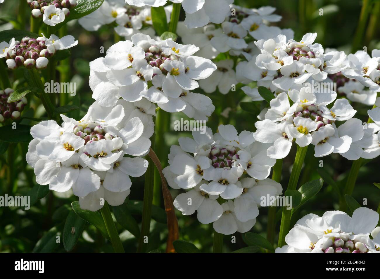 Iberis sempervirens hi-res stock photography and images - Alamy