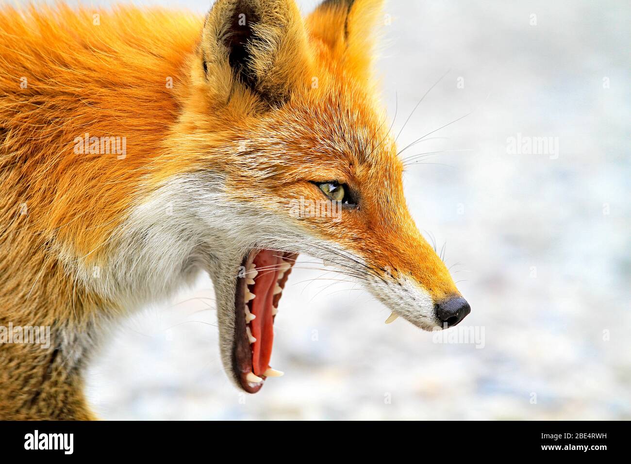 Kitakitsune (Ezo red fox) in Hokkaido, Japan Stock Photo - Alamy