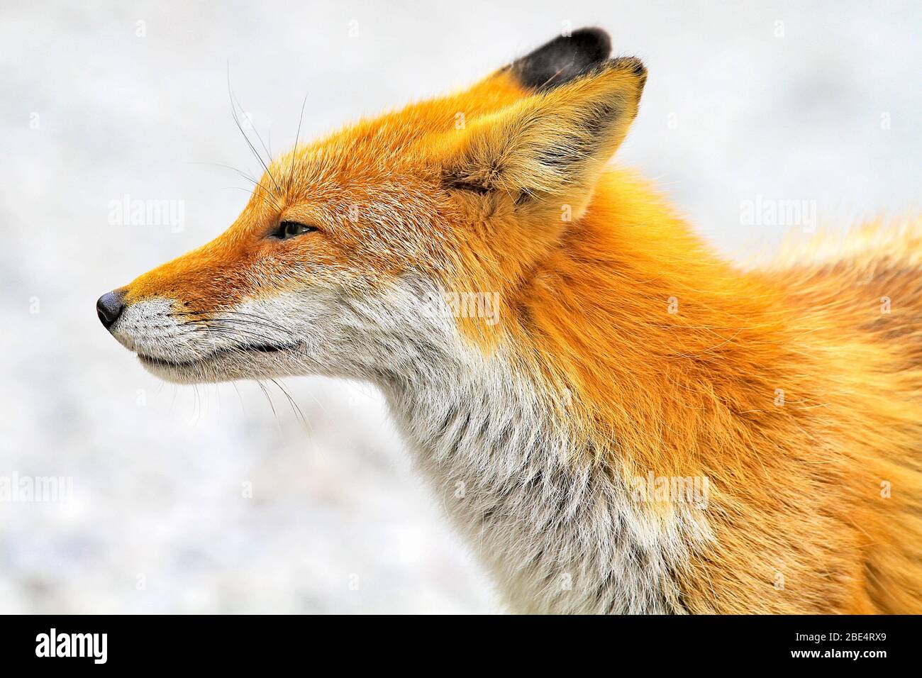 Kitakitsune (Ezo red fox) in Hokkaido, Japan Stock Photo - Alamy