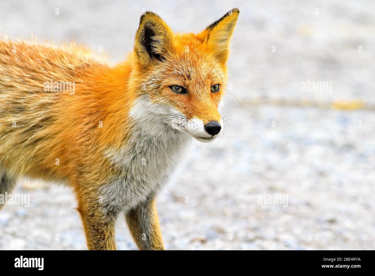 Kitakitsune (Ezo red fox) in Hokkaido, Japan Stock Photo - Alamy