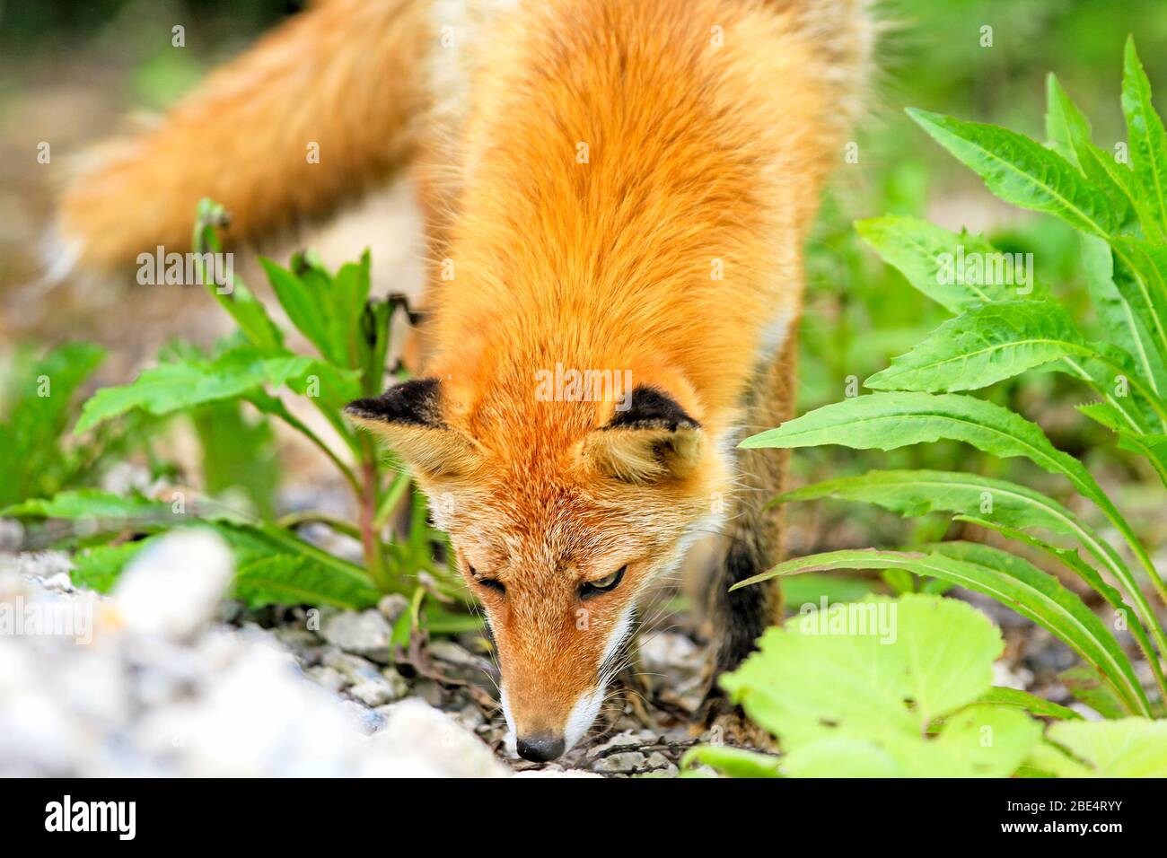 Kitakitsune (Ezo red fox) in Hokkaido, Japan Stock Photo - Alamy