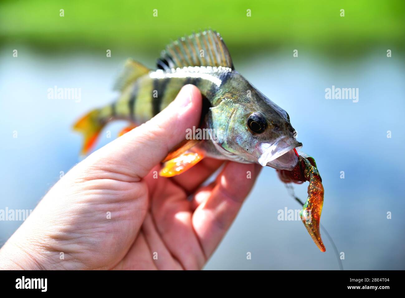 Fishing. Perch in hand against the background of water and greens on a ...