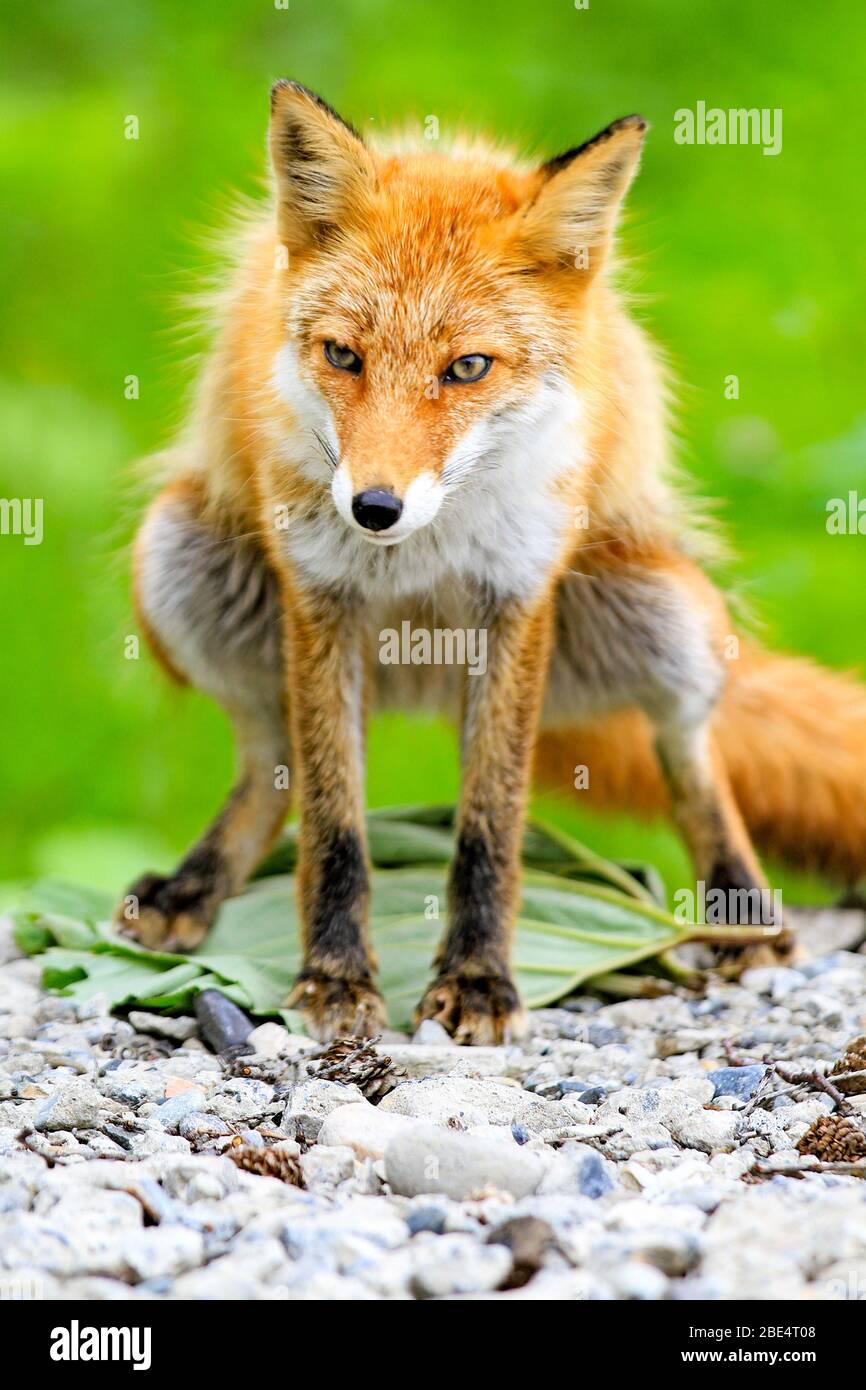 Kitakitsune (Ezo red fox) in Hokkaido, Japan Stock Photo - Alamy