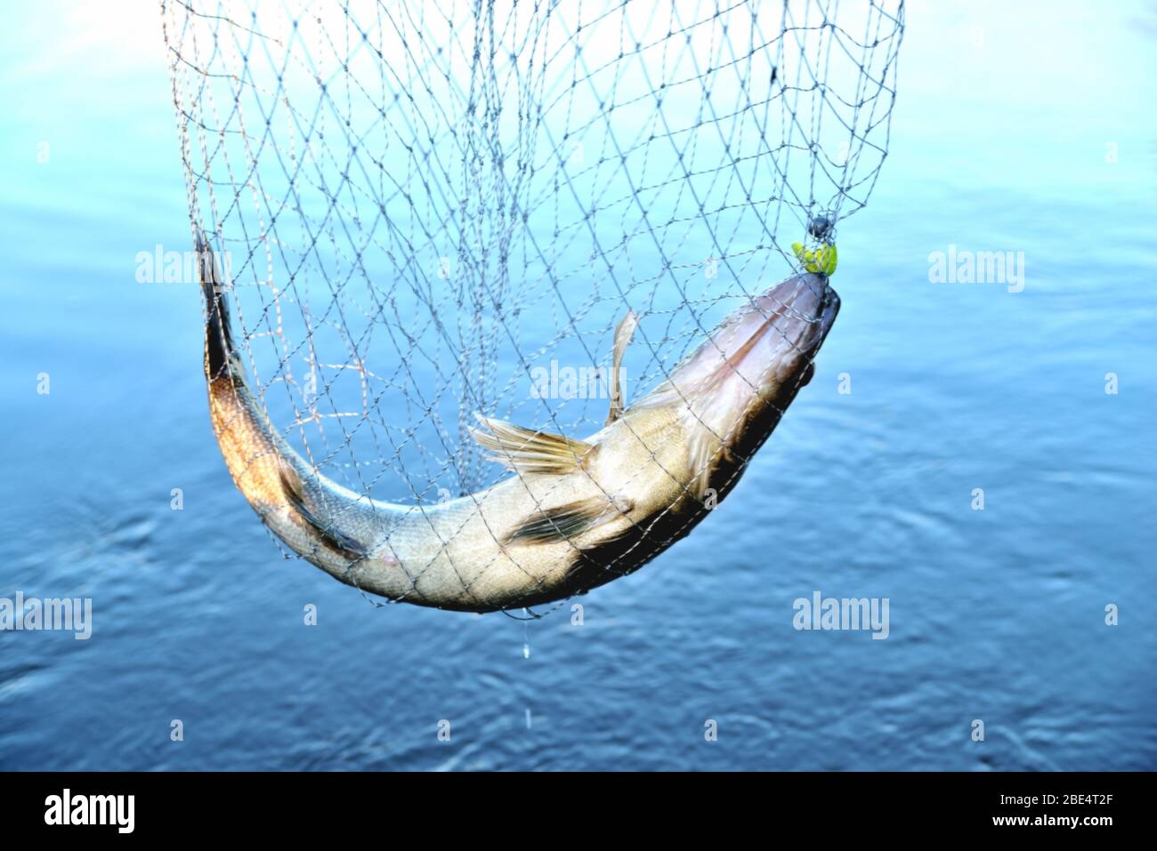 fish caught in the net against the background of water, zander ...