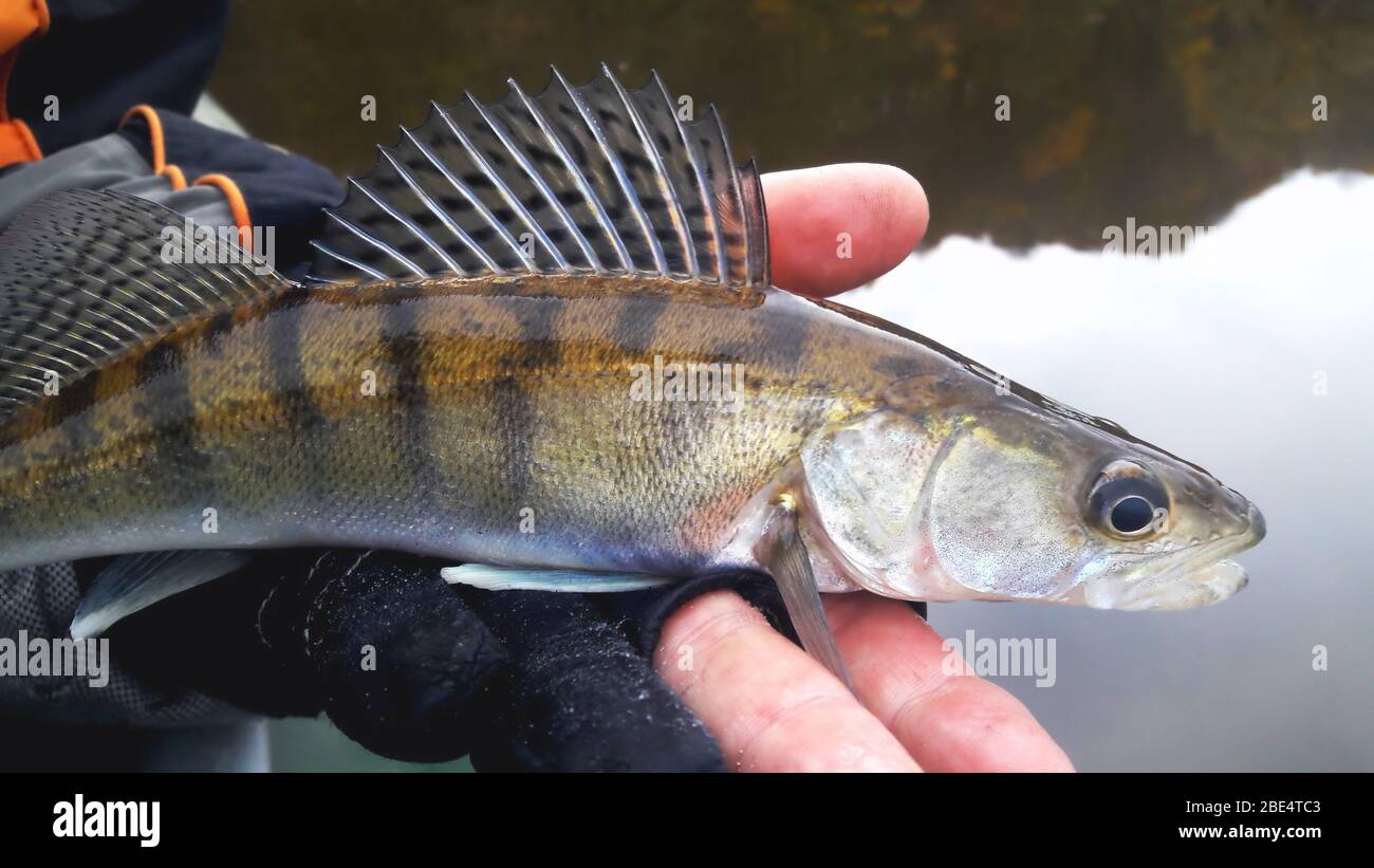 Small caught zander in the palm of a glove on the background of the ...