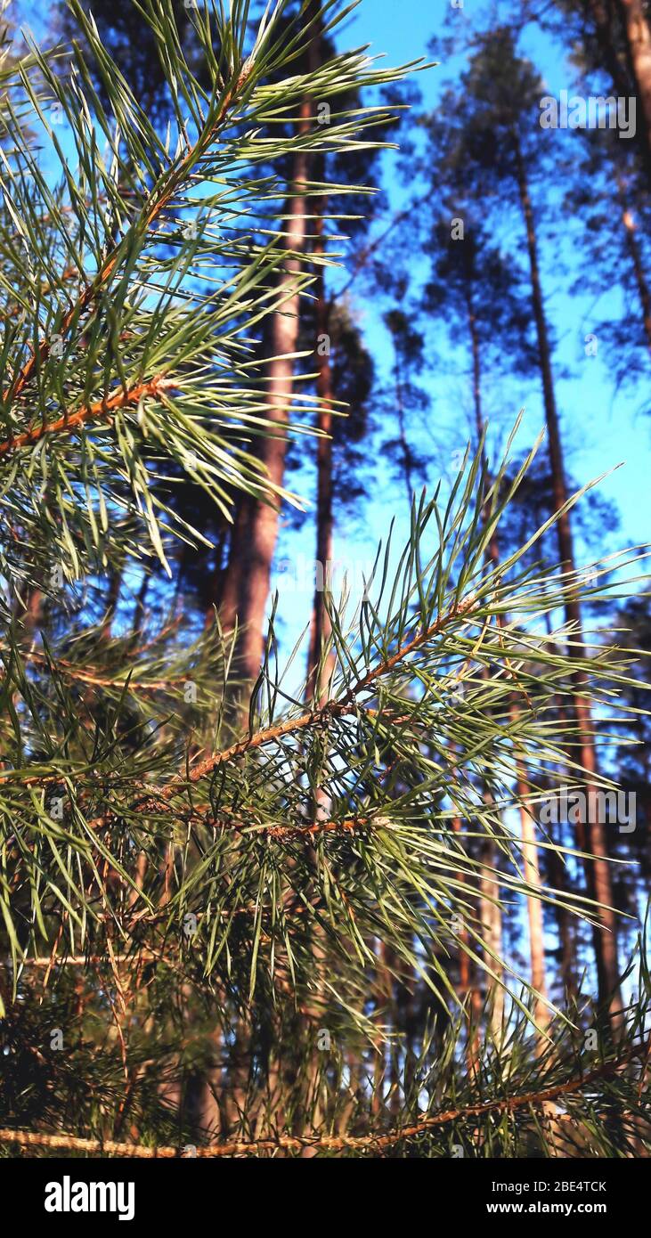 Tall lively tree hi-res stock photography and images - Alamy