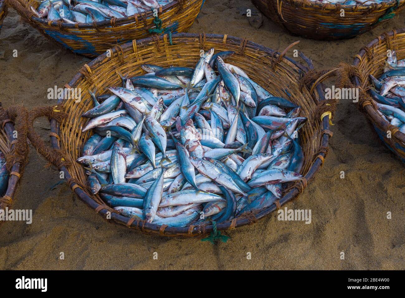 Basket with caught fish close-up. Fish Market in Negombo, Sri Lanka ...