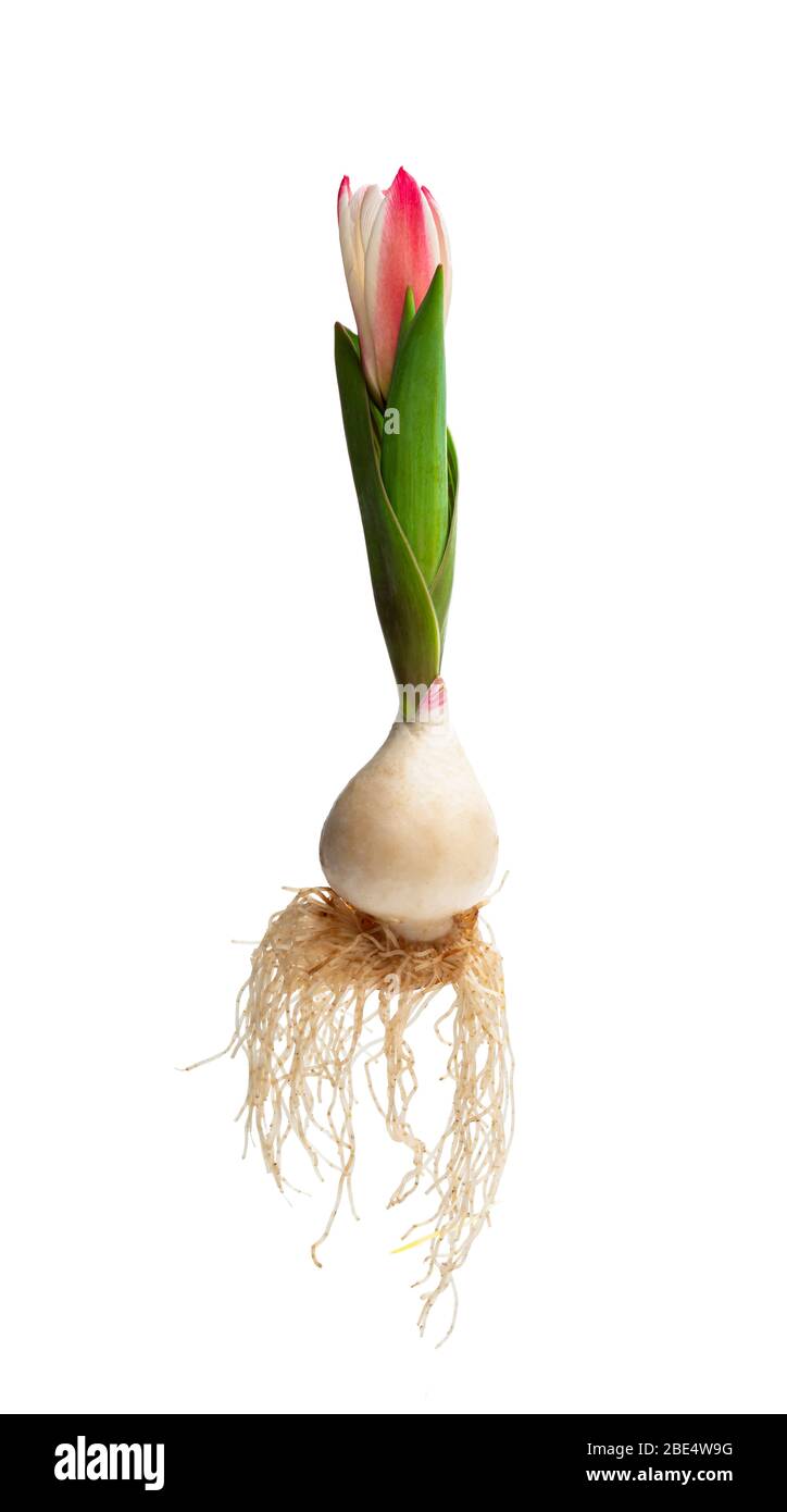 Pink dwarf tulip with flower and roots isolated on white Stock Photo ...