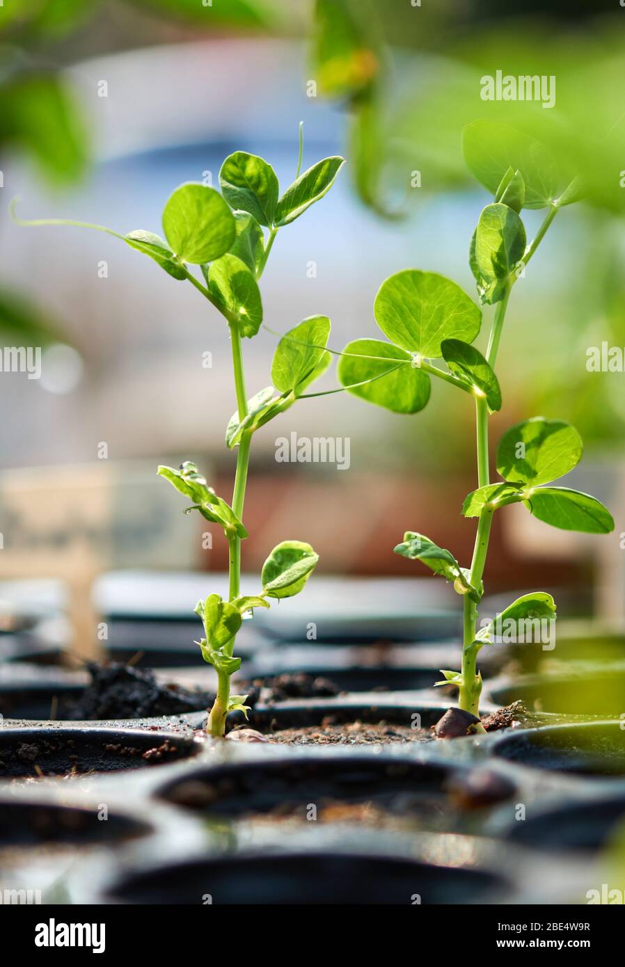 Pea seedling hi-res stock photography and images - Alamy