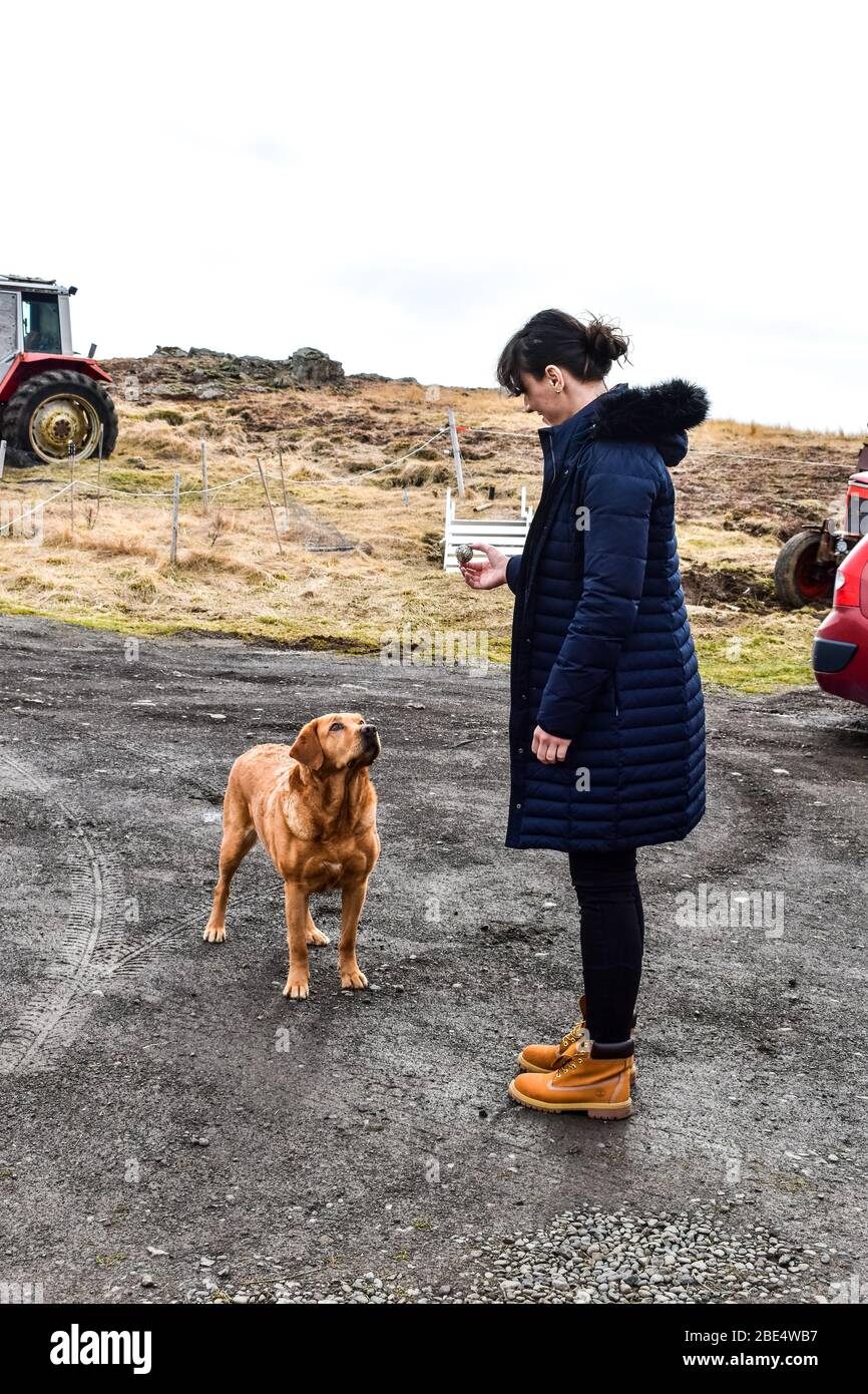 Golden retriever playing fetch hi-res stock photography and images - Alamy