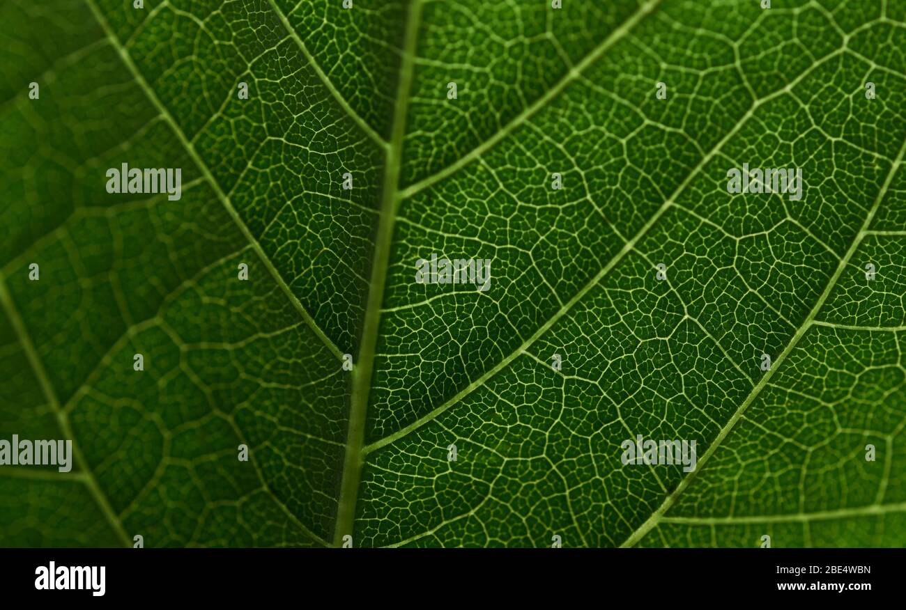 Close up view leaf veins hi-res stock photography and images - Alamy